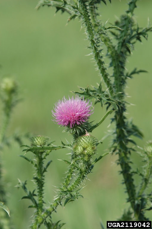 bull thistle (Cirsium vulgare (Savi) Ten.)