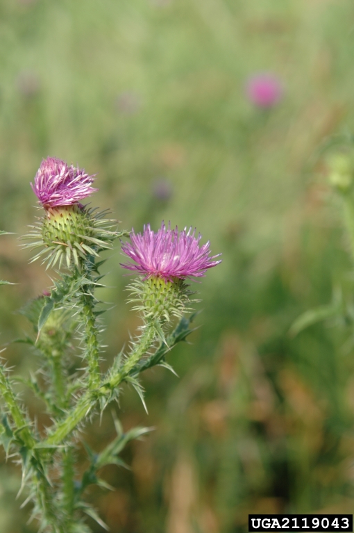 bull thistle (Cirsium vulgare (Savi) Ten.)