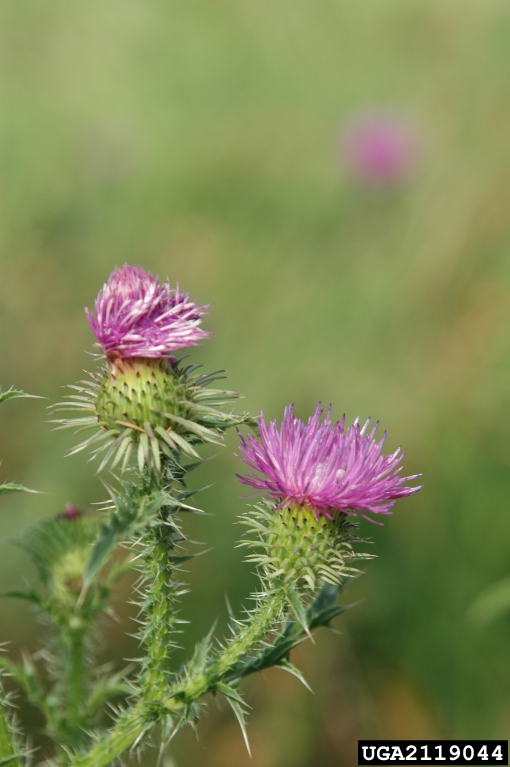 bull thistle (Cirsium vulgare (Savi) Ten.)