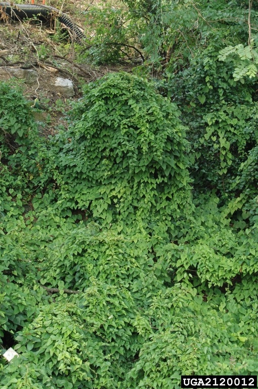 Chinese yam (Dioscorea polystachya Turcz.)