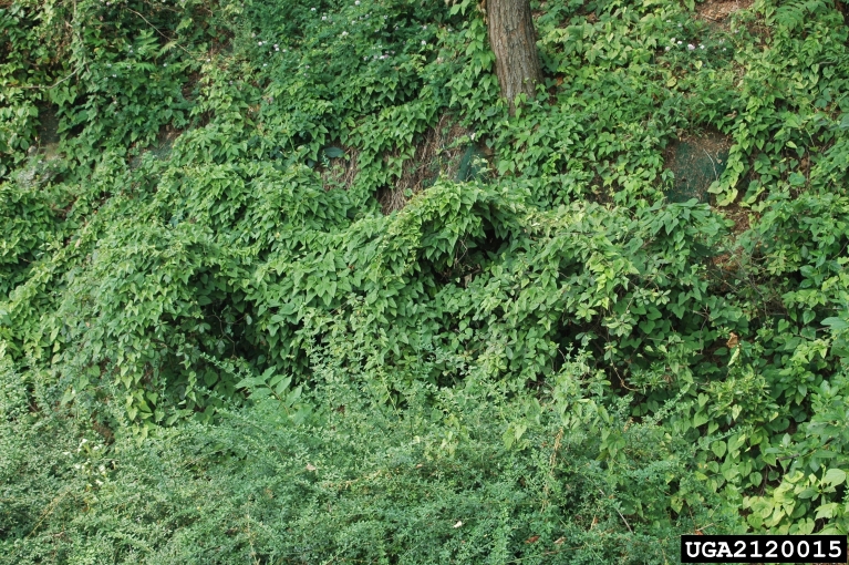 Chinese yam (Dioscorea polystachya Turcz.)