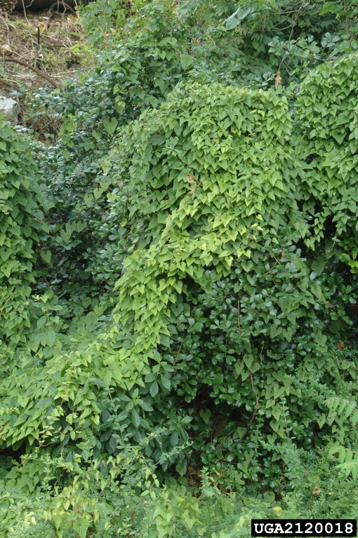 Chinese yam (Dioscorea polystachya Turcz.)