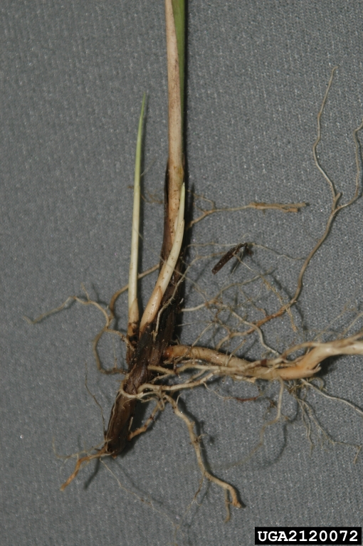 cogongrass (Imperata cylindrica (L.) Beauv.)