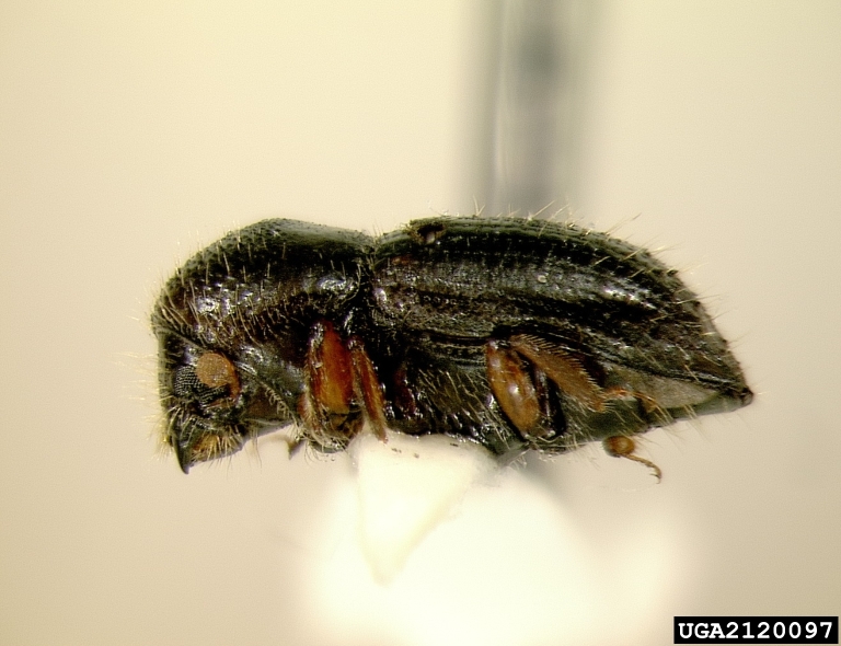 ambrosia beetle (Euwallacea validus)