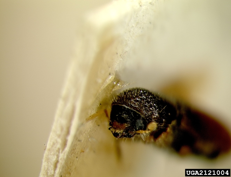 bark beetles (Subfamily Scolytinae) (Subfamily Scolytinae)