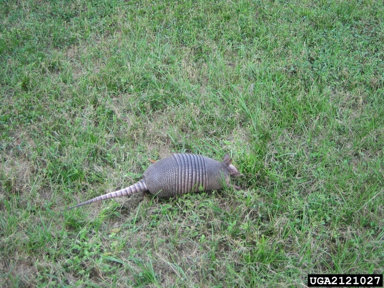 nine-banded armadillo (Dasypus novemcinctus Linnaeus, 1758)