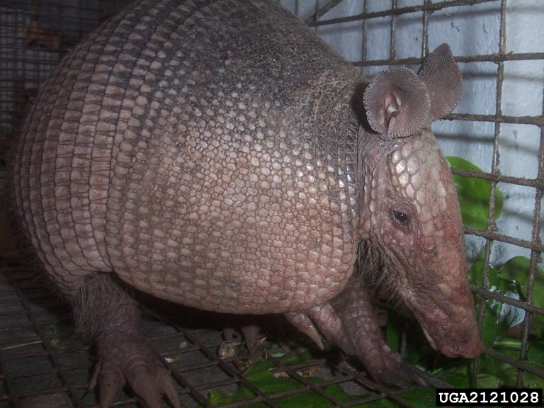 nine-banded armadillo (Dasypus novemcinctus Linnaeus, 1758)