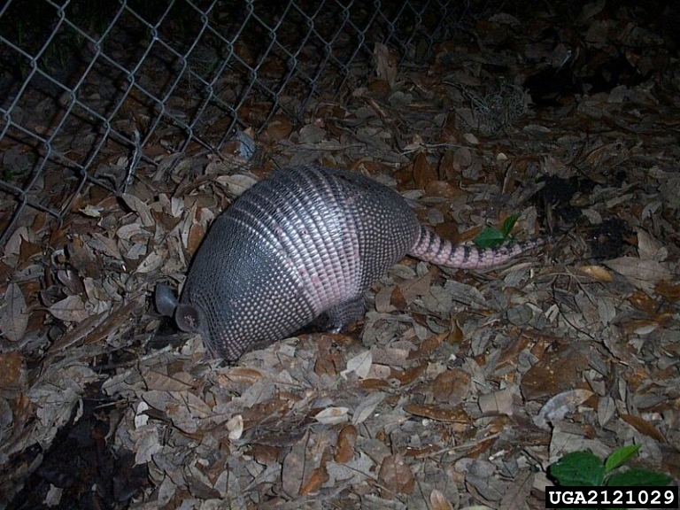 nine-banded armadillo (Dasypus novemcinctus Linnaeus, 1758)