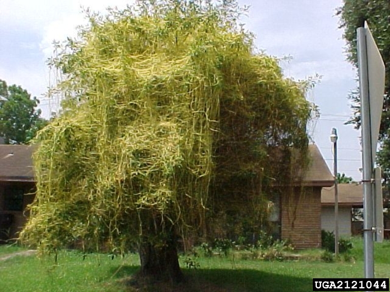 Japanese dodder (Cuscuta japonica Choisy)