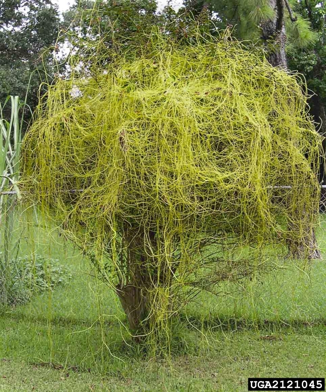 Japanese dodder (Cuscuta japonica)