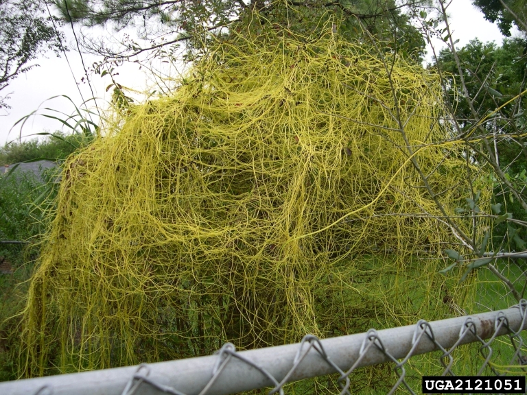 Japanese dodder (Cuscuta japonica Choisy)