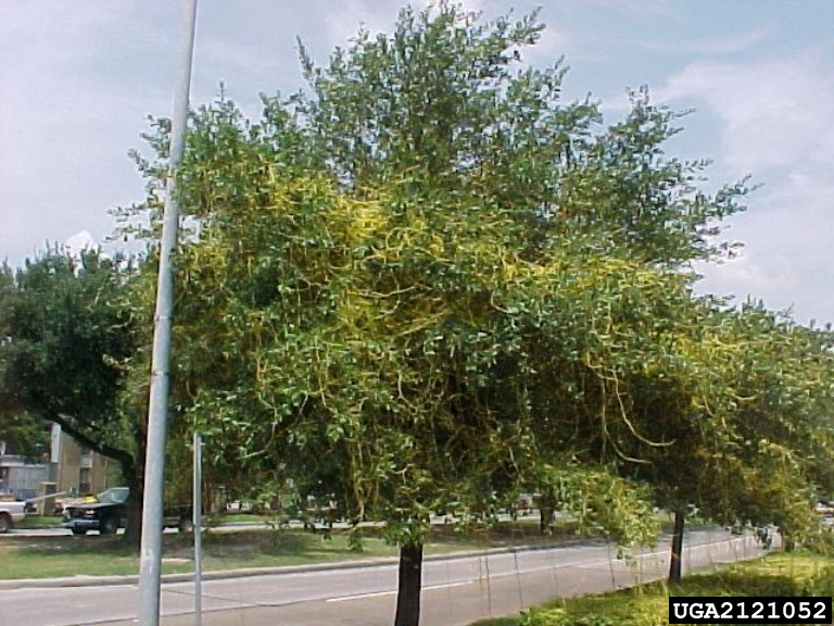 Japanese dodder (Cuscuta japonica)