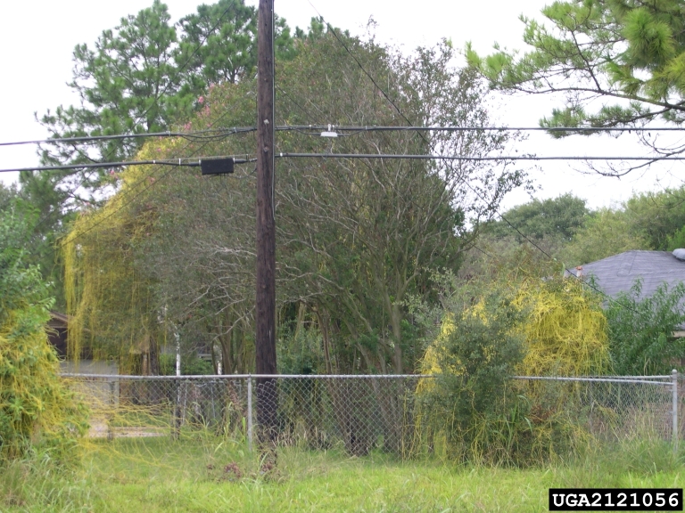 Japanese dodder (Cuscuta japonica Choisy)