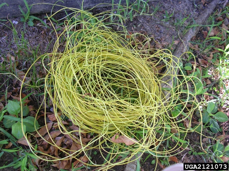 Japanese dodder (Cuscuta japonica)
