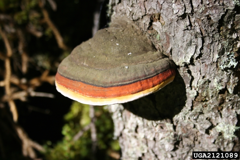 red-belted fungus (Fomitopsis pinicola (Sw.) P. Karst.)
