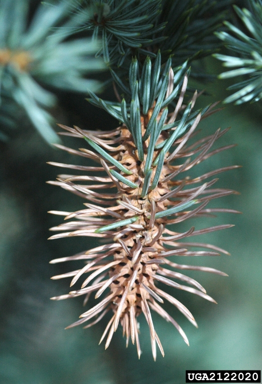 Cooley spruce gall adelgid (Adelges cooleyi (Gillette, 1907))
