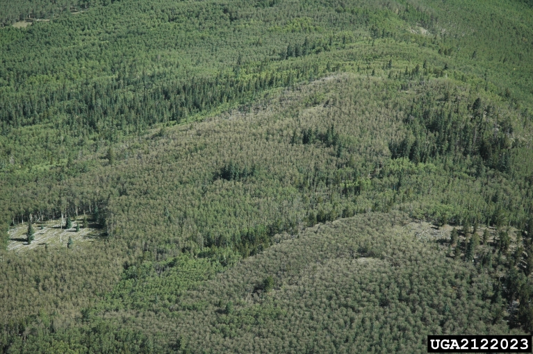 defoliation due to unknown cause