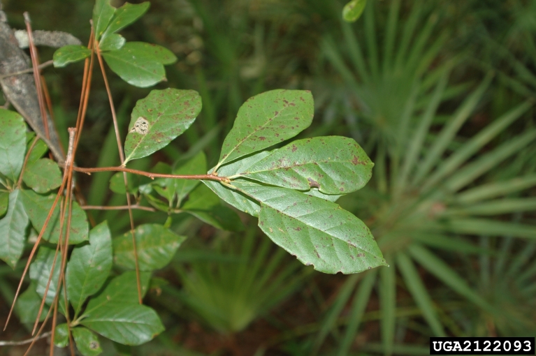 swamp tupelo (Nyssa biflora)