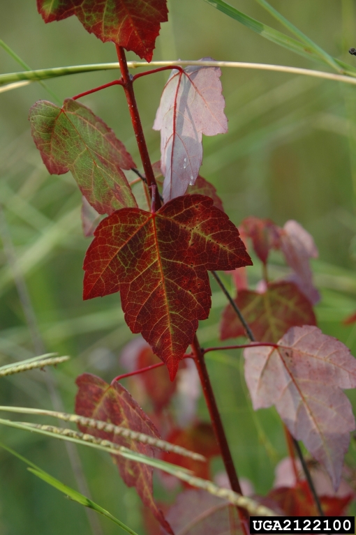 red maple (Acer rubrum L.)
