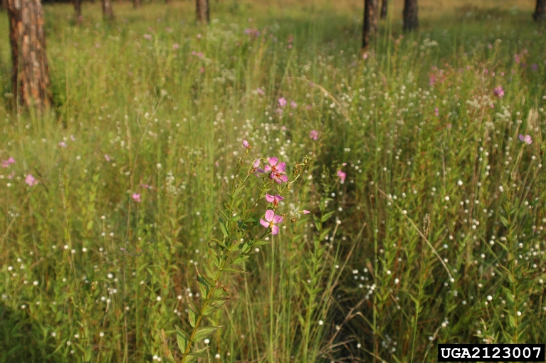 meadowbeauty (Rhexia virginica)
