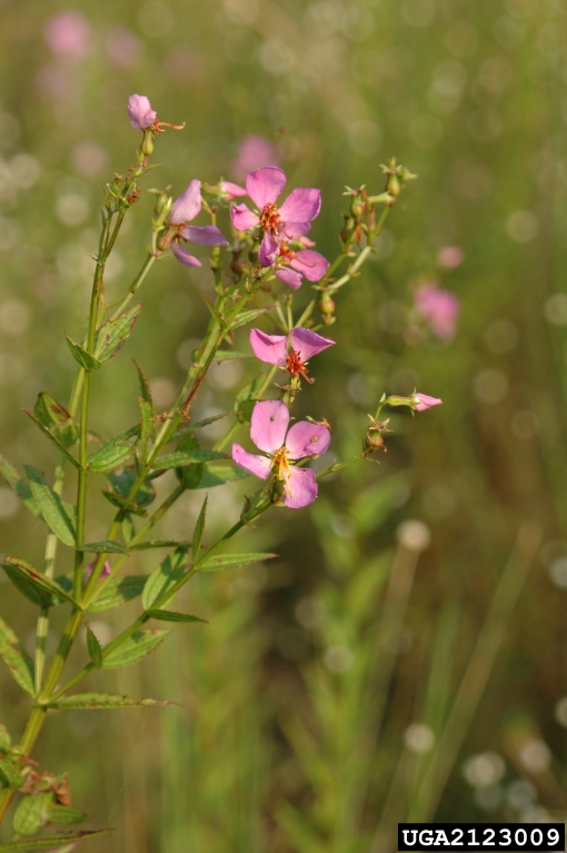 meadowbeauty (Rhexia virginica L.)