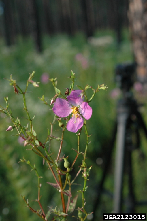 meadowbeauty (Rhexia virginica L.)