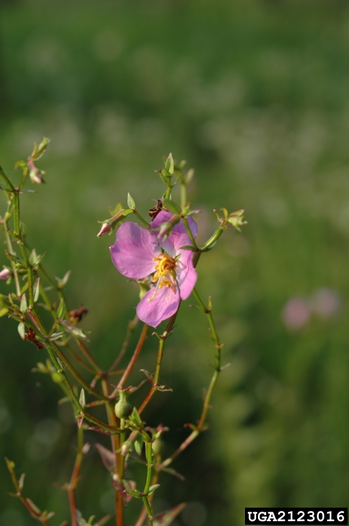 meadowbeauty (Rhexia virginica L.)