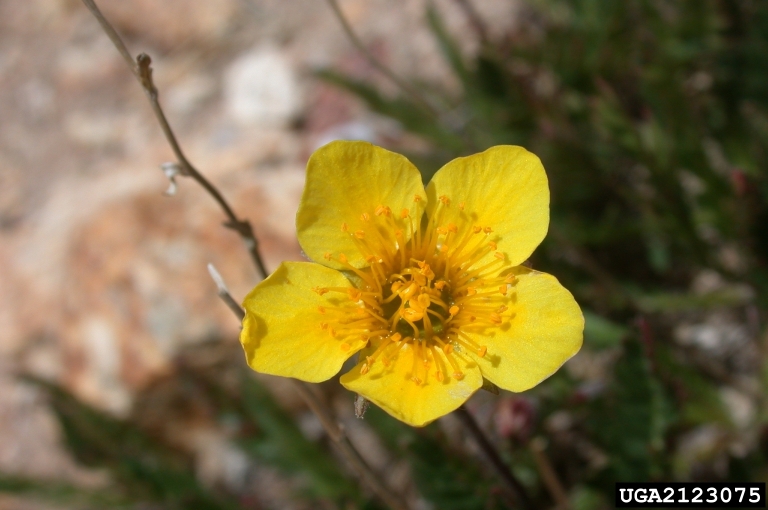 Ross' avens (Geum rossii)