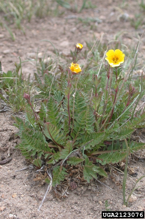 Ross' avens (Geum rossii)