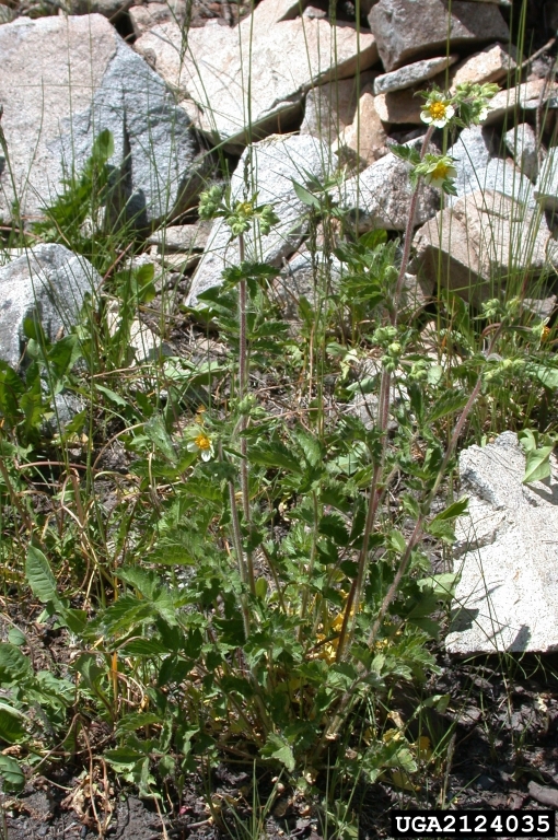white cinquefoil (Potentilla arguta Pursh)