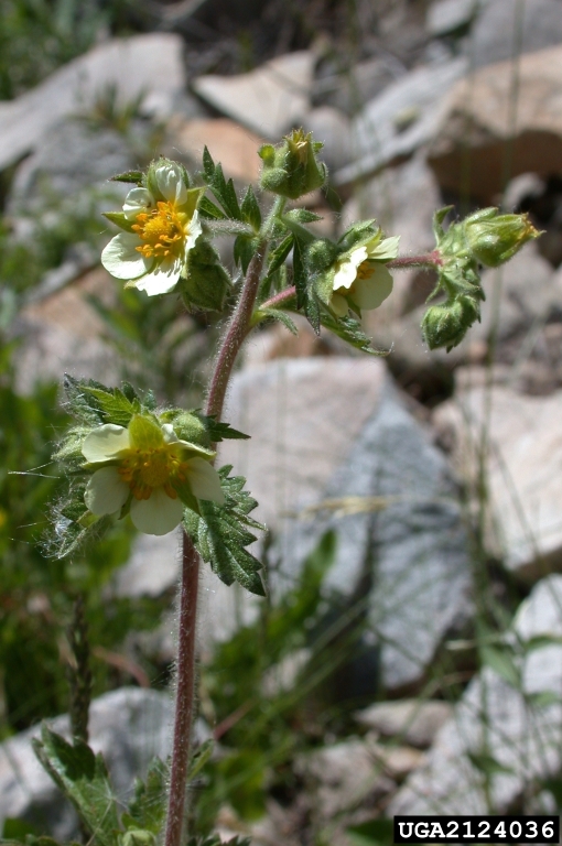 white cinquefoil (Potentilla arguta)