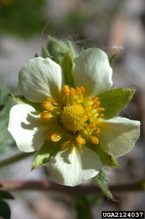white cinquefoil (Potentilla arguta Pursh)