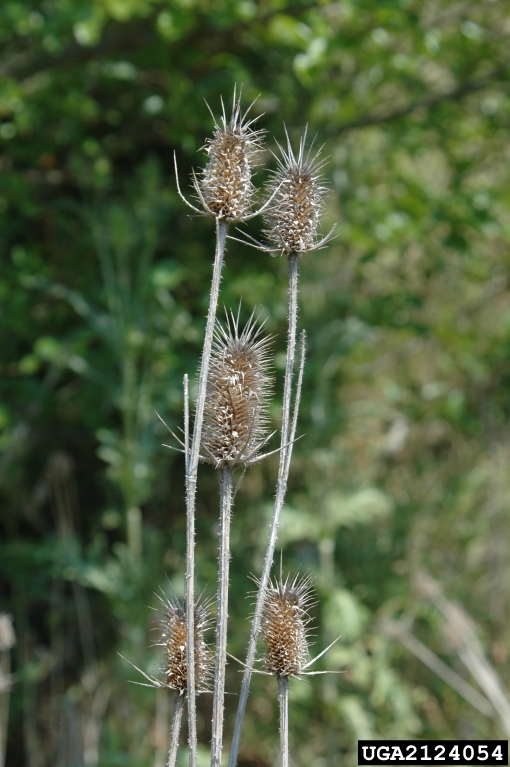 cutleaf teasel (Dipsacus laciniatus)