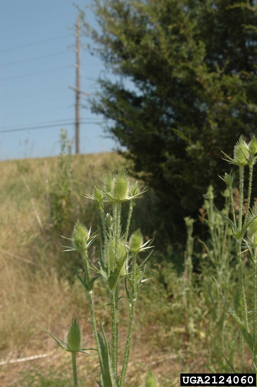 cutleaf teasel (Dipsacus laciniatus L.)