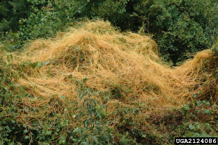dodder (Genus Cuscuta L.)