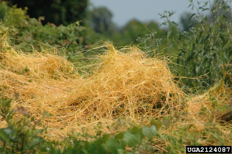 dodder (Genus Cuscuta L.)