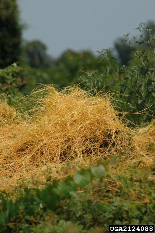 dodder (Genus Cuscuta L.)
