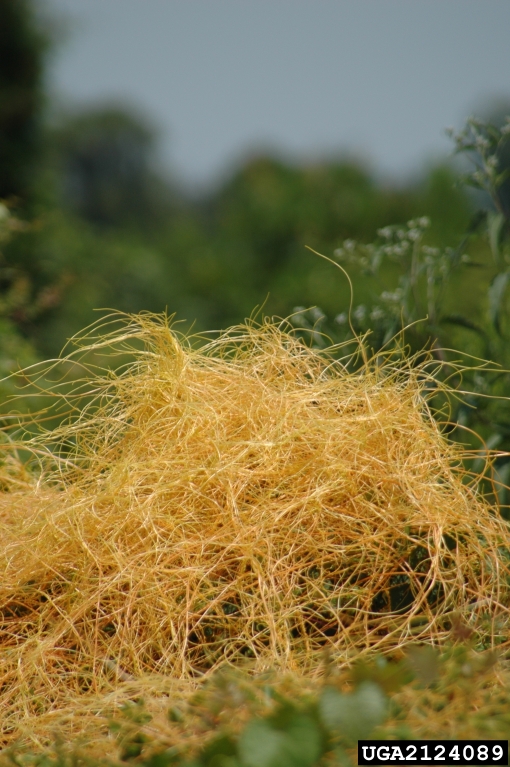 dodder (Genus Cuscuta)