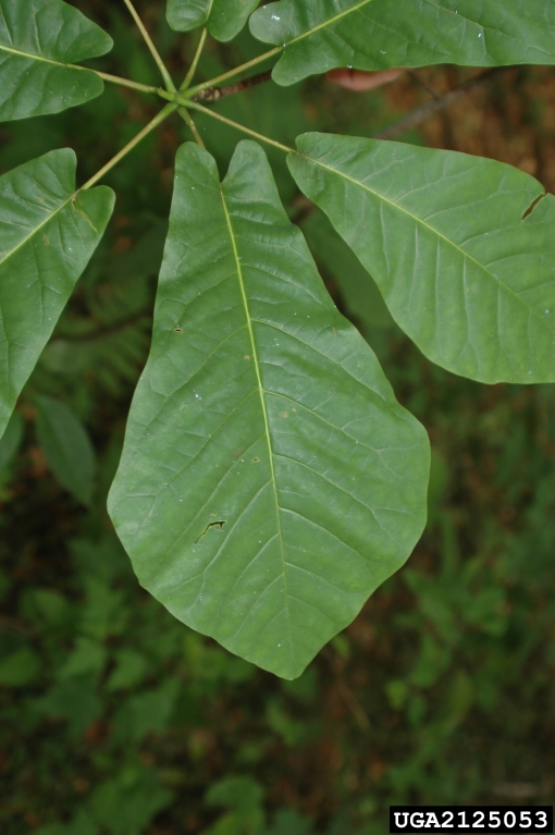 mountain magnolia (Magnolia fraseri Walt.)