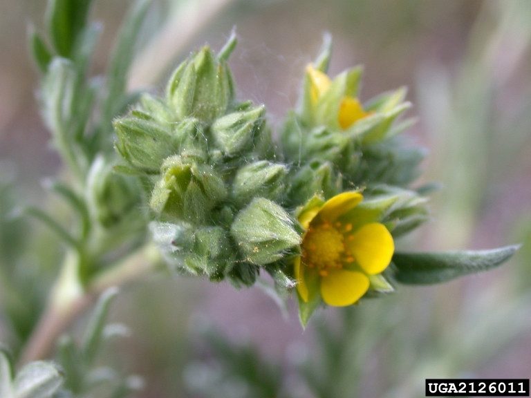 slender cinquefoil (Potentilla gracilis Dougl. ex Hook.)