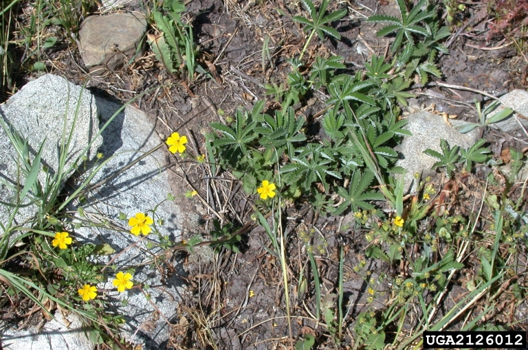 slender cinquefoil (Potentilla gracilis Dougl. ex Hook.)