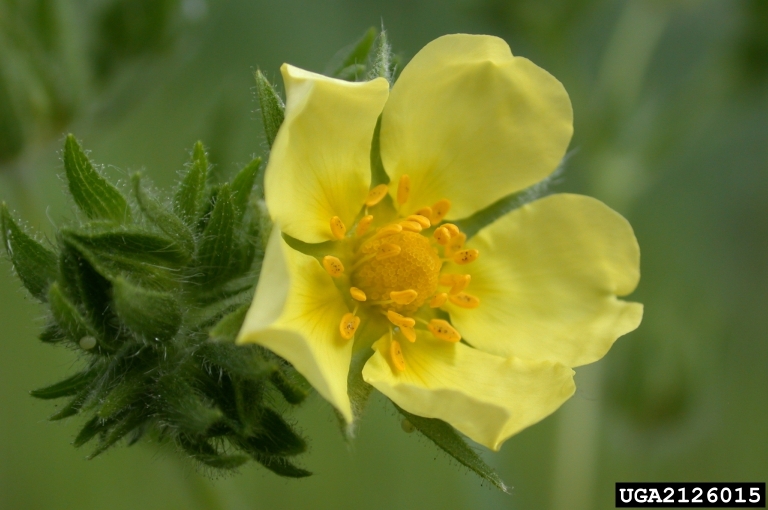 slender cinquefoil (Potentilla gracilis Dougl. ex Hook.)