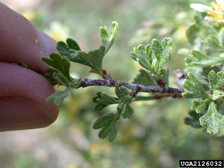 antelope bitterbrush (Purshia tridentata)