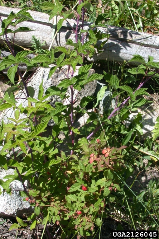 European red raspberry (Rubus idaeus L.)