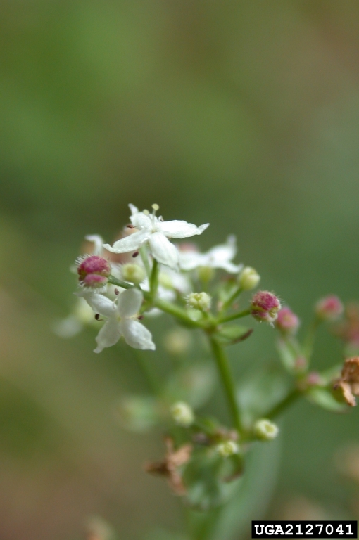 northern bedstraw (Galium boreale L.)