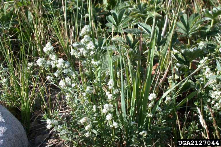northern bedstraw (Galium boreale L.)