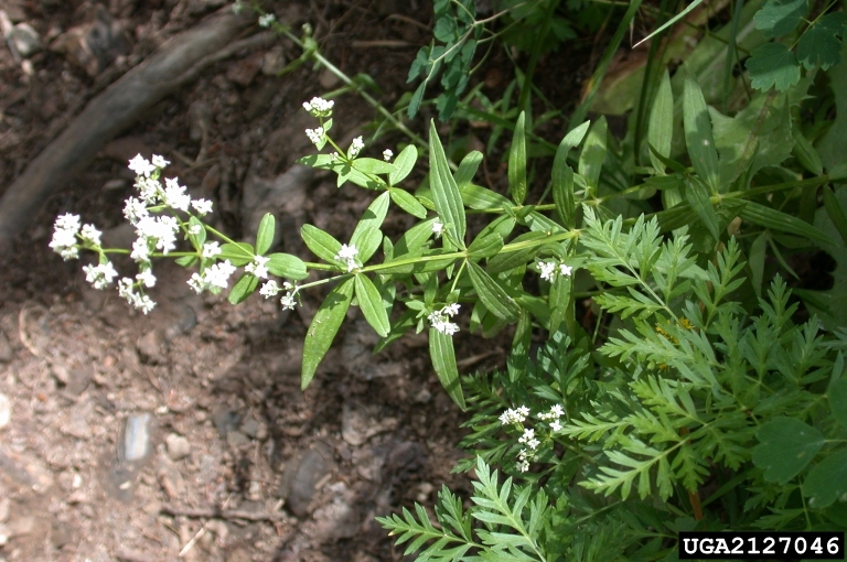 northern bedstraw (Galium boreale L.)