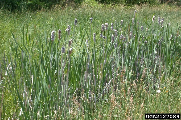 common cattail (Typha latifolia L.)