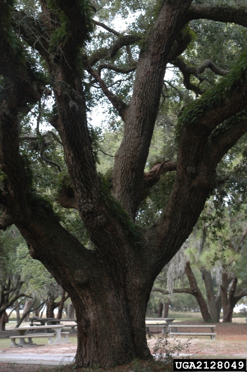 live oak (Quercus virginiana)