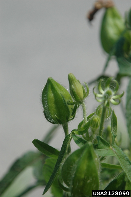 musk okra (Abelmoschus moschatus Medik.)